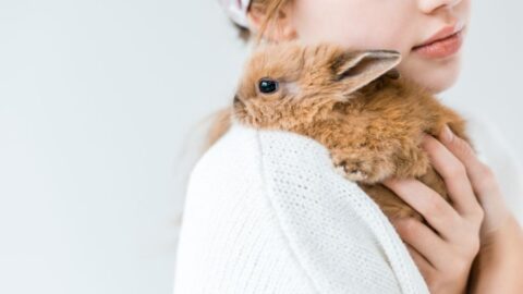 Are Rabbits Affectionate? (6 Ways They Show It) - Fur, Wings, & Scaly ...