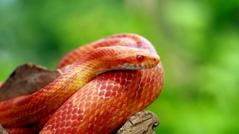 Are Corn Snakes Aggressive? (6 Causes of Hostility) - Fur, Wings ...