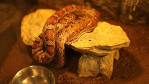 Do Corn Snakes Need a Heat Lamp? (Why Temperature Matters) - Fur, Wings ...