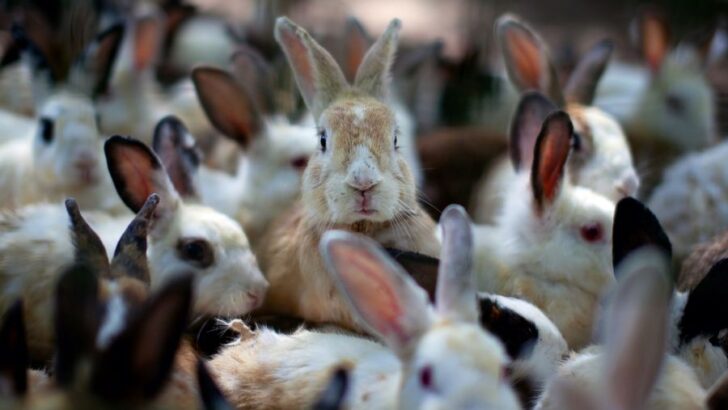 Rabbit Fun Facts 101 Guide Fur Wings Scaly Things