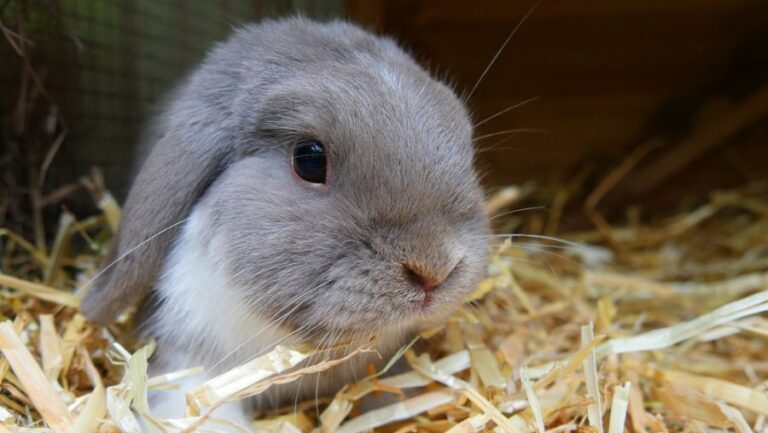 Your Ultimate Hamster Care Guide for Beginners - Fur, Wings, & Scaly Things