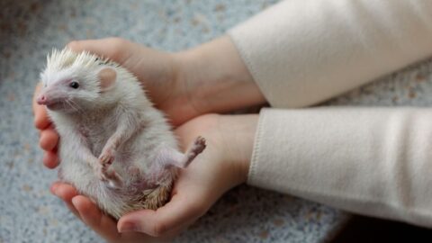 Common Hedgehog Diseases to Be Aware Of - Fur, Wings, & Scaly Things