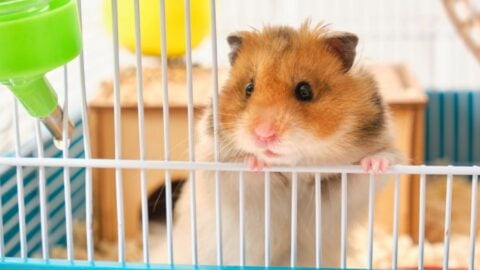 Are Hamsters Blind? (What to Know About Their Eyesight) - Fur, Wings ...
