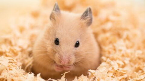 What To Do With a Dead Hamster (2 Options to Consider) - Fur, Wings ...