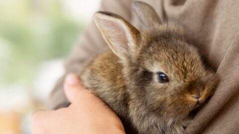 Are Rabbits Good Pets? (How They Stack Up to Other Pets) - Fur, Wings ...