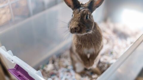 Why Is My Rabbit Losing Weight? (The Top 7 Causes Explained) - Fur ...