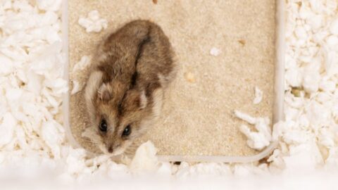 Do Hamsters Smell? (6 Potential Causes of Odor) - Fur, Wings, & Scaly ...