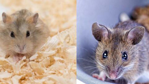 Hamsters vs. Mice (Everything You Need to Know) - Fur, Wings, & Scaly ...
